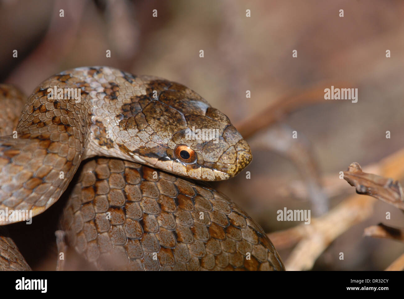 Smooth snake (Coronella austriaca). Close up of head Stock Photo - Alamy