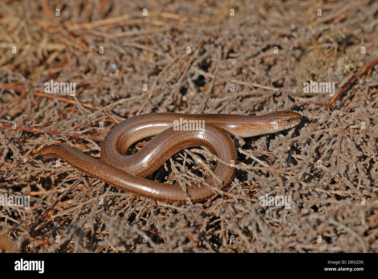 Limbless animal hi-res stock photography and images - Alamy