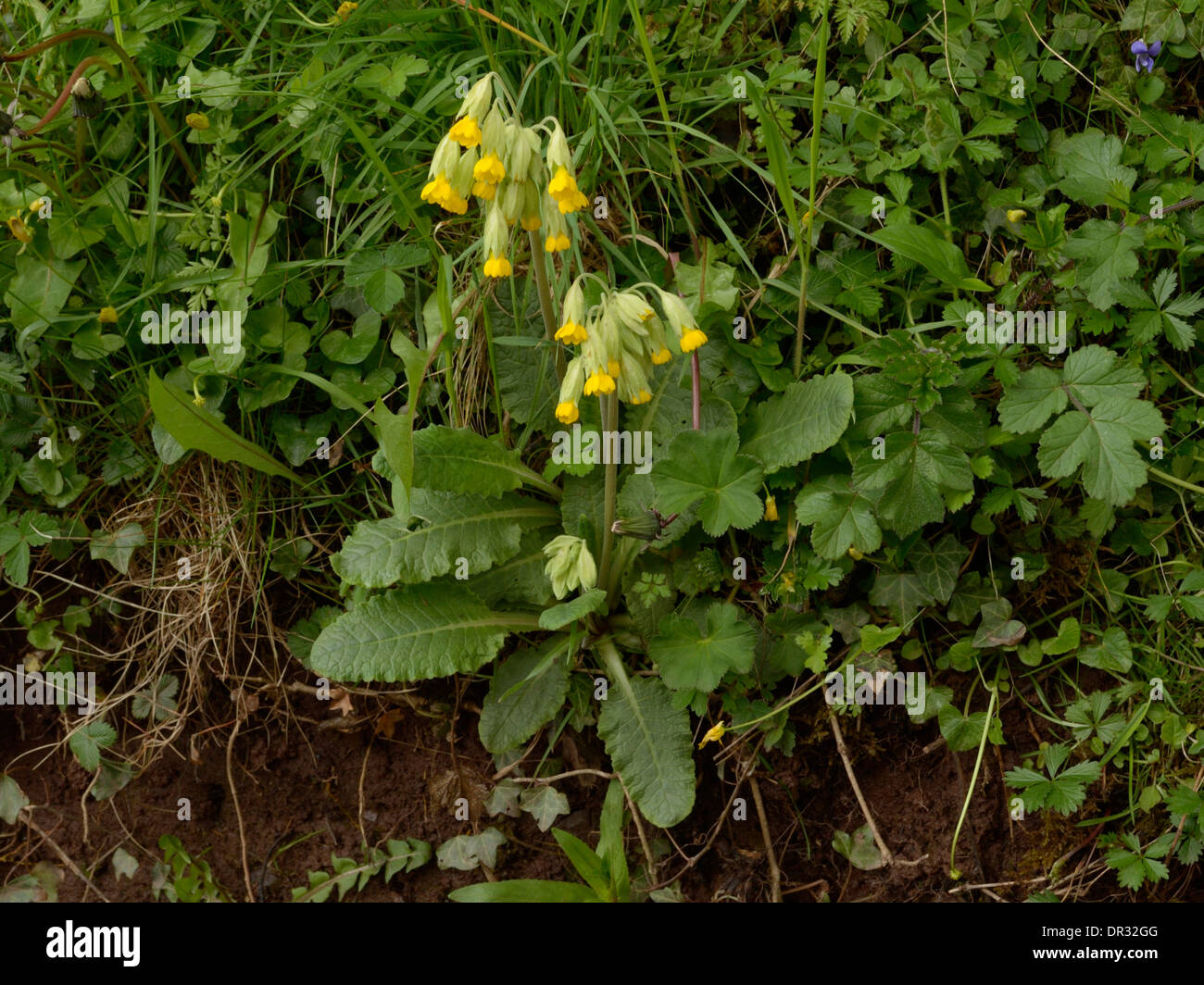 Common cow slip hi-res stock photography and images - Alamy