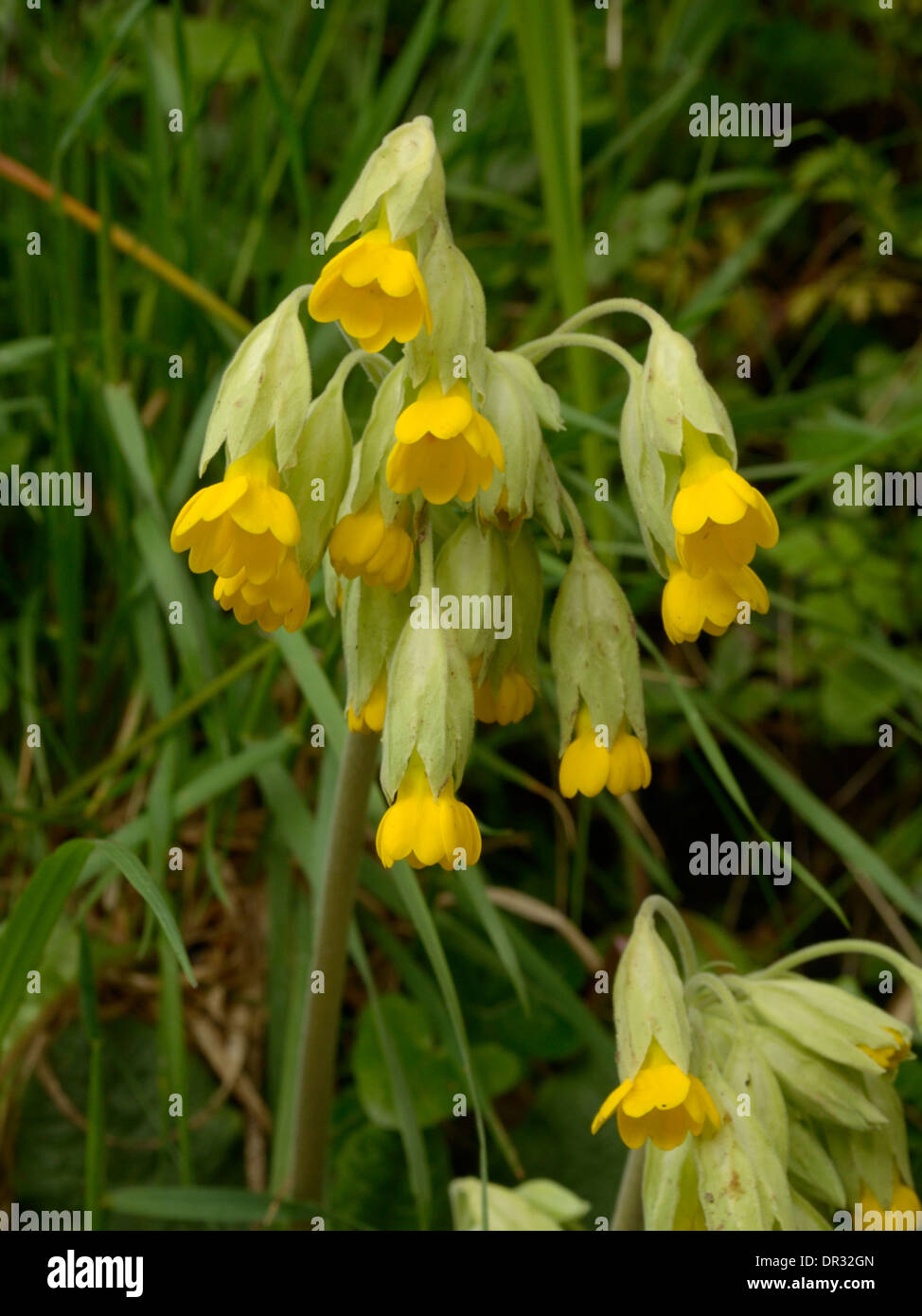 Common cowslip flowers hi-res stock photography and images - Alamy