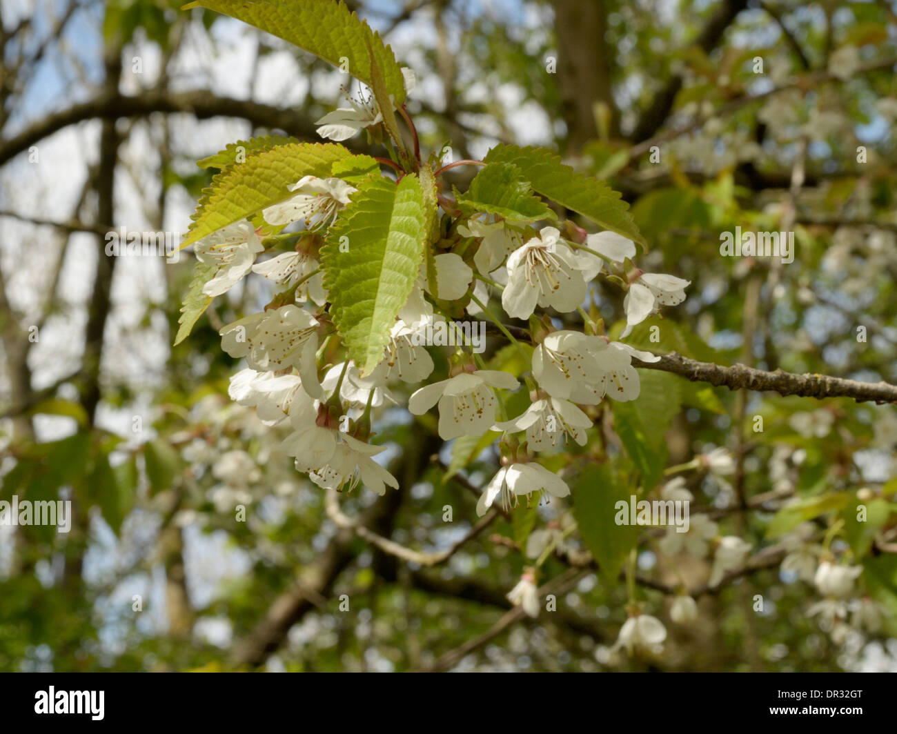 Wild cherry hi-res stock photography and images - Alamy