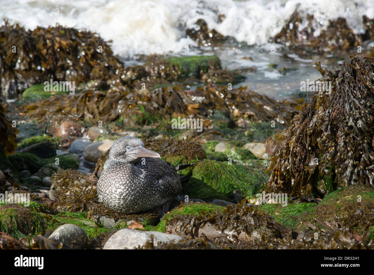 Juvenile Gannet - Morus bassanus, Scotland Stock Photo - Alamy