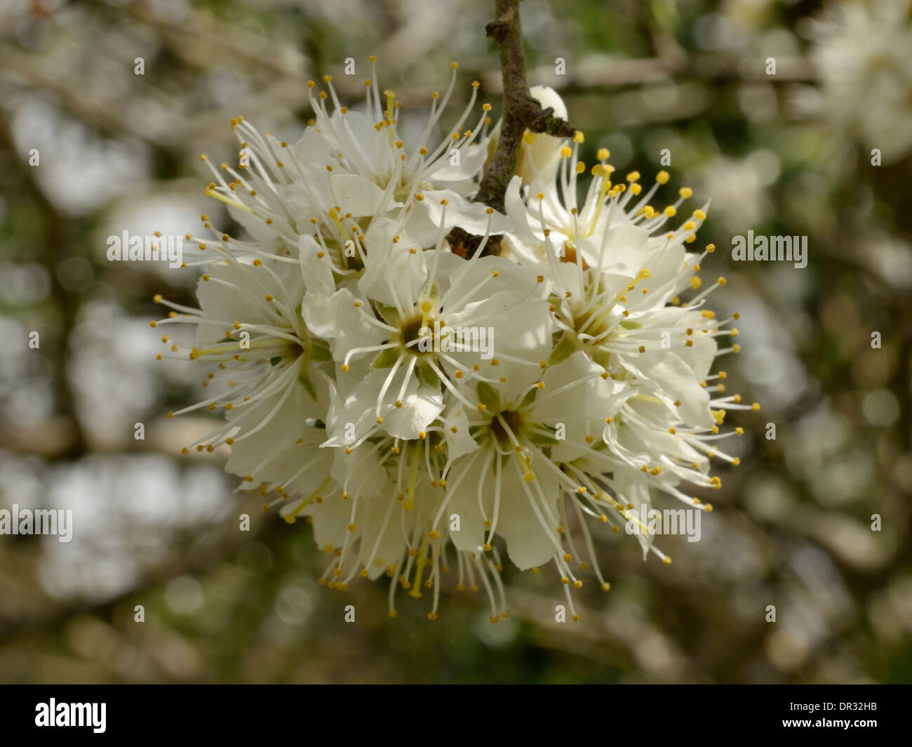 Prunus domestica flowers hi-res stock photography and images - Alamy