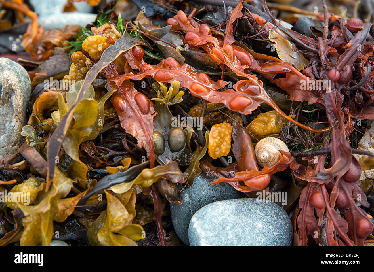 A Grey Top Shell, nestled between Wrack Seaweed and Pebbles Stock Photo ...