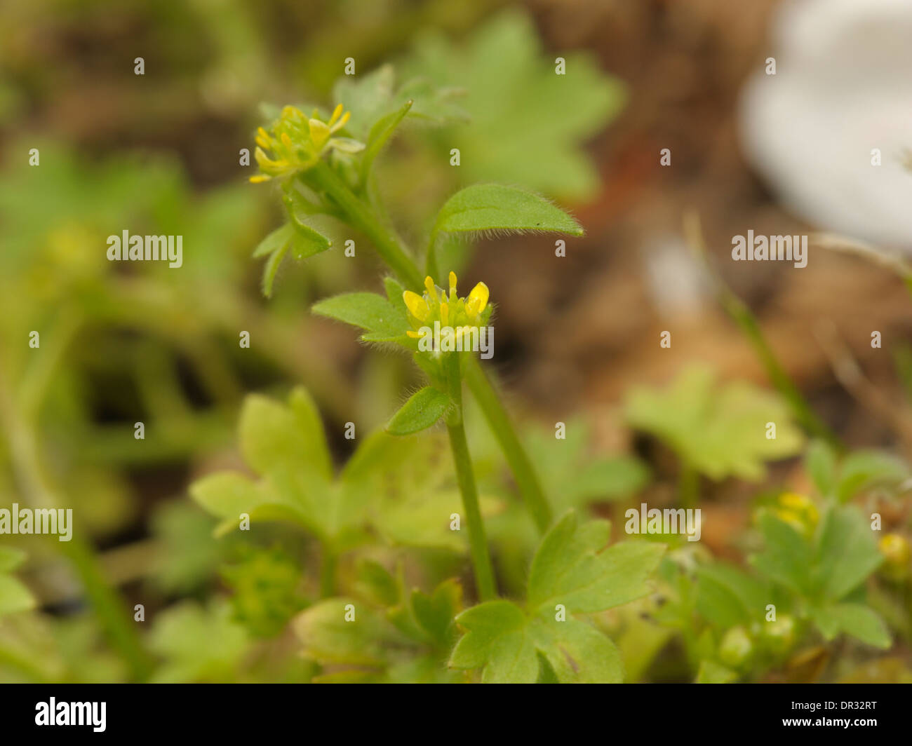 Small-flowered Buttercup, Ranunculus parviflorus Stock Photo - Alamy