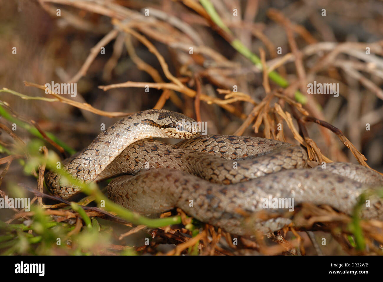 Heathland snake hi-res stock photography and images - Alamy