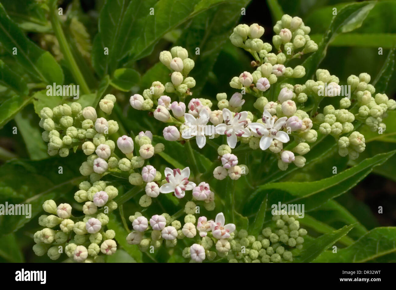 Dwarf elder sambucus ebulus hi-res stock photography and images - Alamy