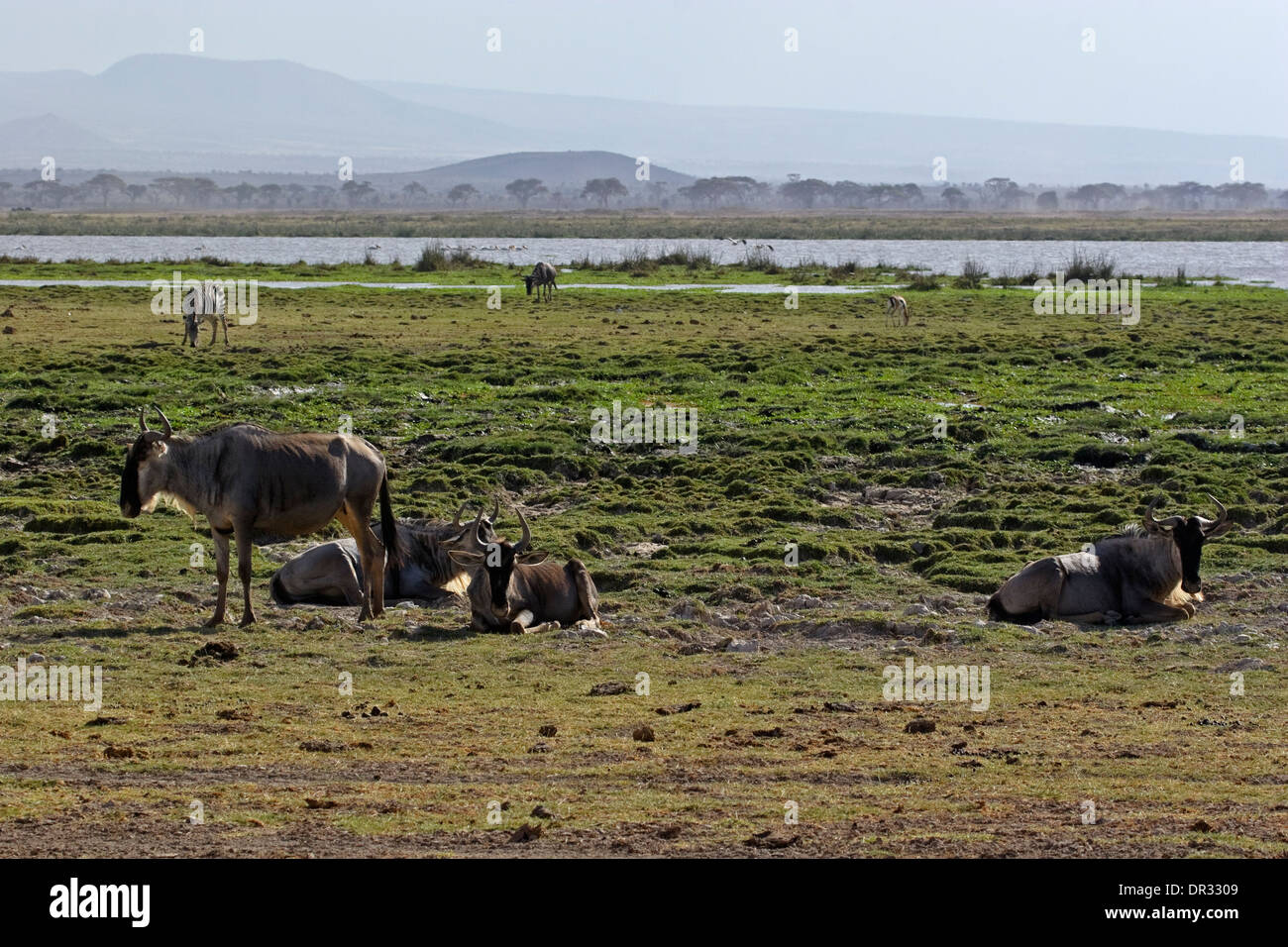 Bearded antelopes hi-res stock photography and images - Alamy
