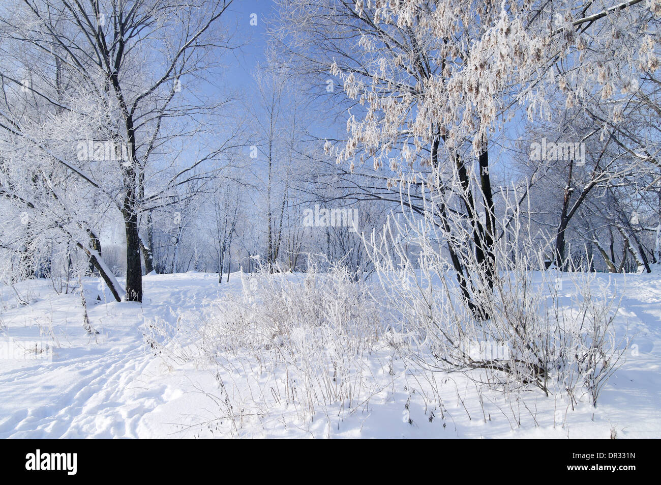 This picture depicts winter morning scene with hoar frosted trees Stock ...