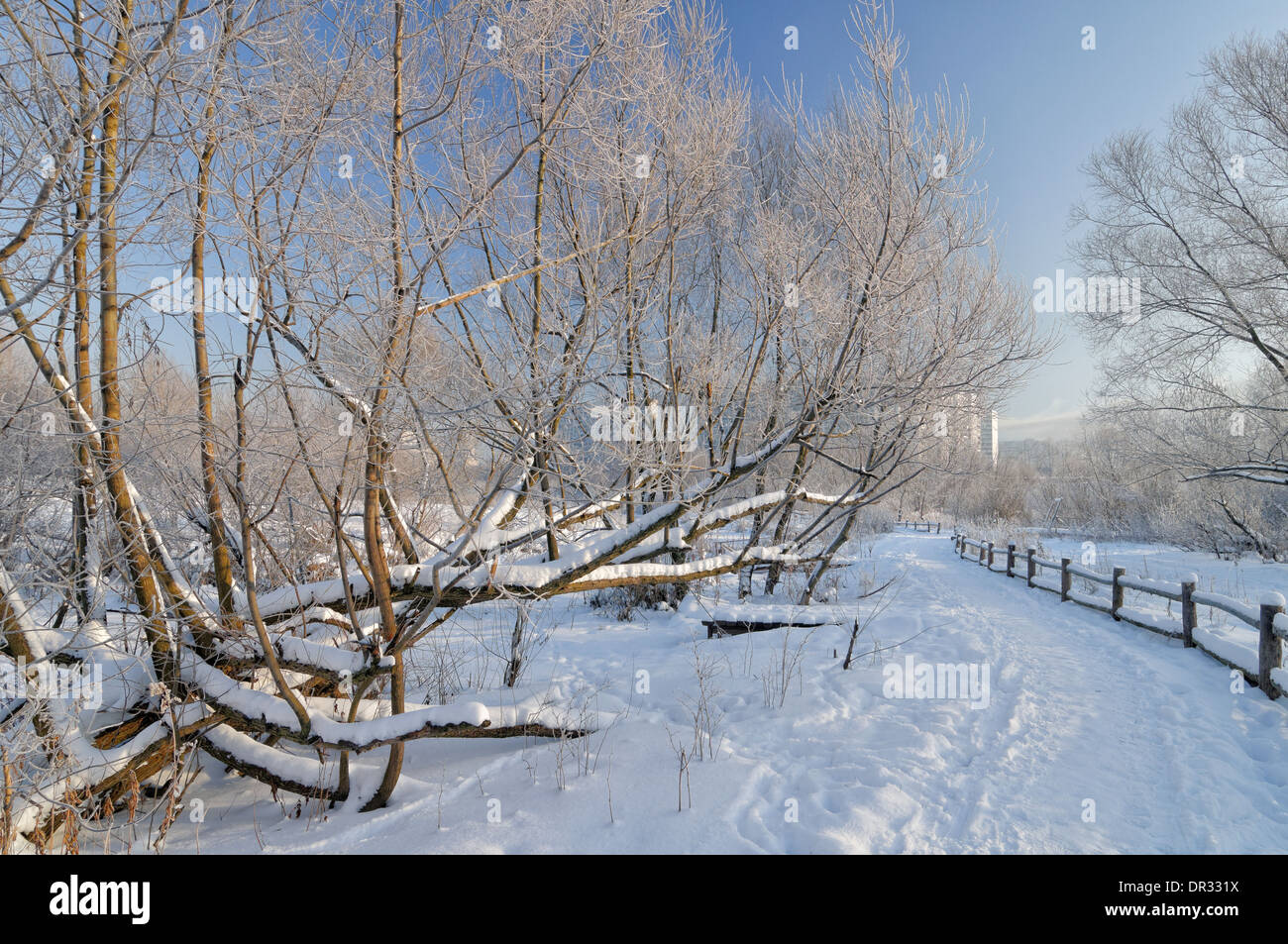 Winter scene in the park with hoar frosted trees Stock Photo - Alamy