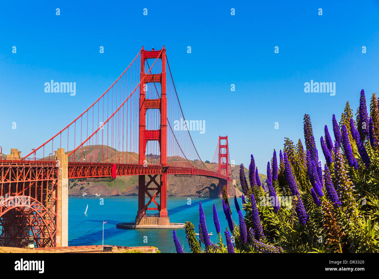 Purple flowers golden gate bridge hi-res stock photography and images ...