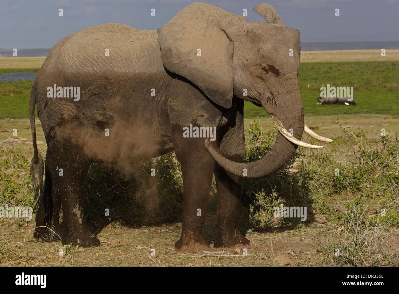Elephant dust bathing hi-res stock photography and images - Alamy