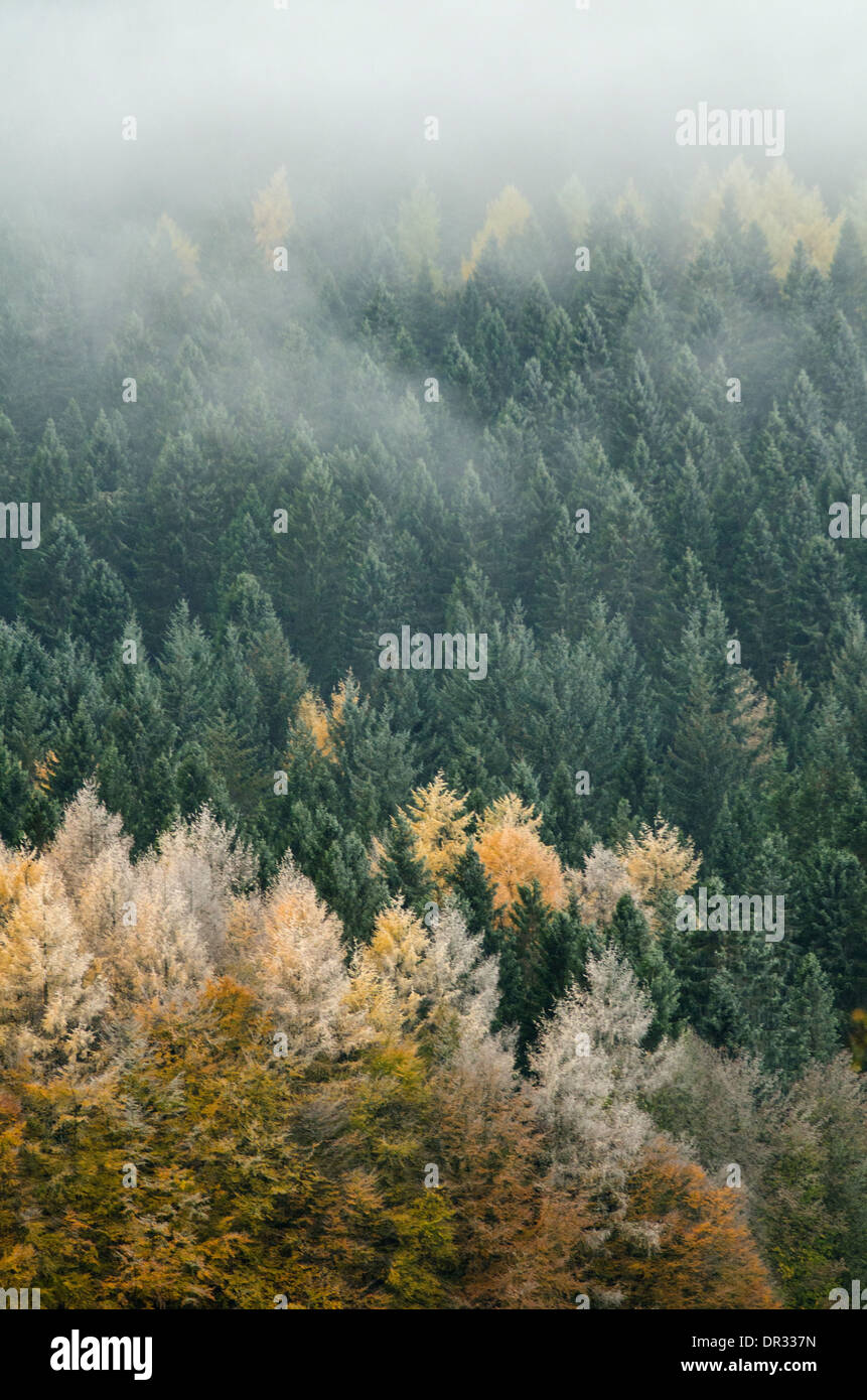 Scottish forest hi-res stock photography and images - Alamy