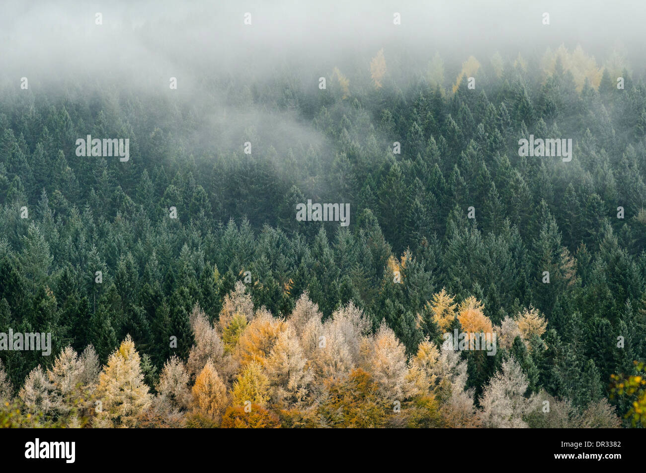 Scottish forest hi-res stock photography and images - Alamy