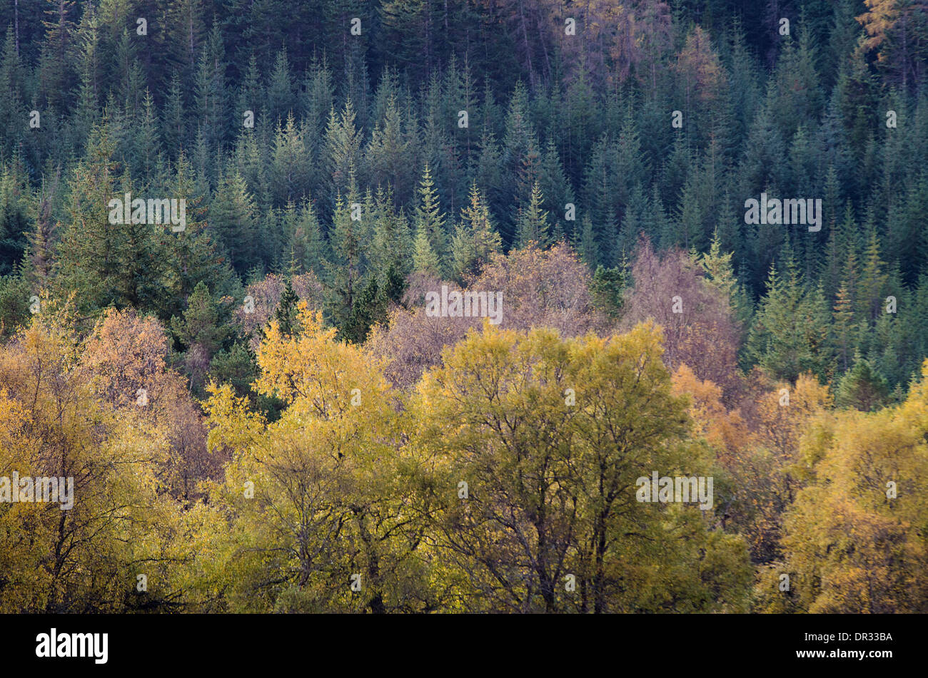 Scottish forest hi-res stock photography and images - Alamy