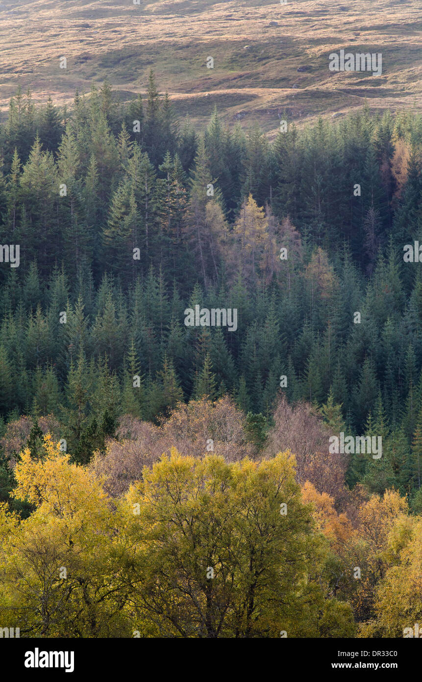 Beautiful autumnal colours in a Scottish Forest Stock Photo - Alamy