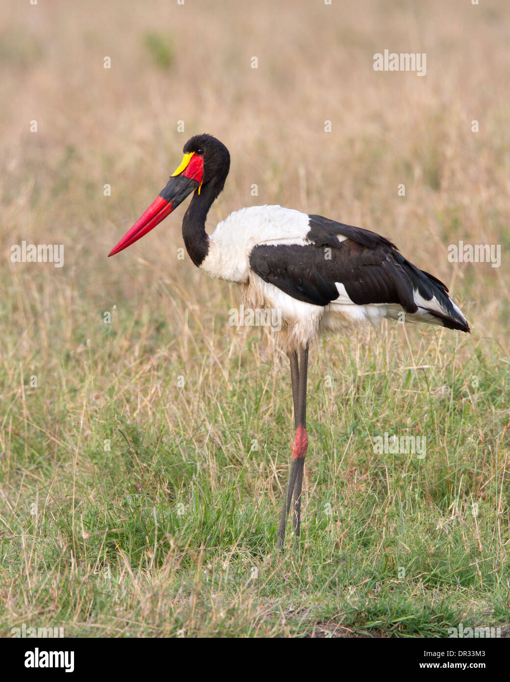 Saddle-bill Stork in Mara Reserve, Kenya Stock Photo - Alamy