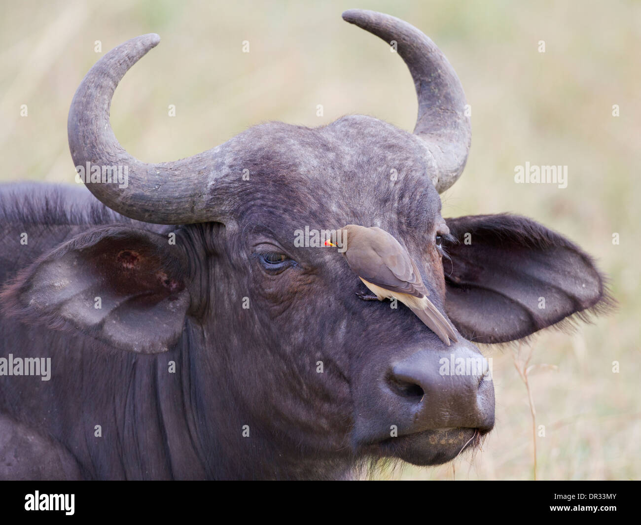 Yellow-billed Oxpecker on Cape Buffalo in Kenya Stock Photo - Alamy
