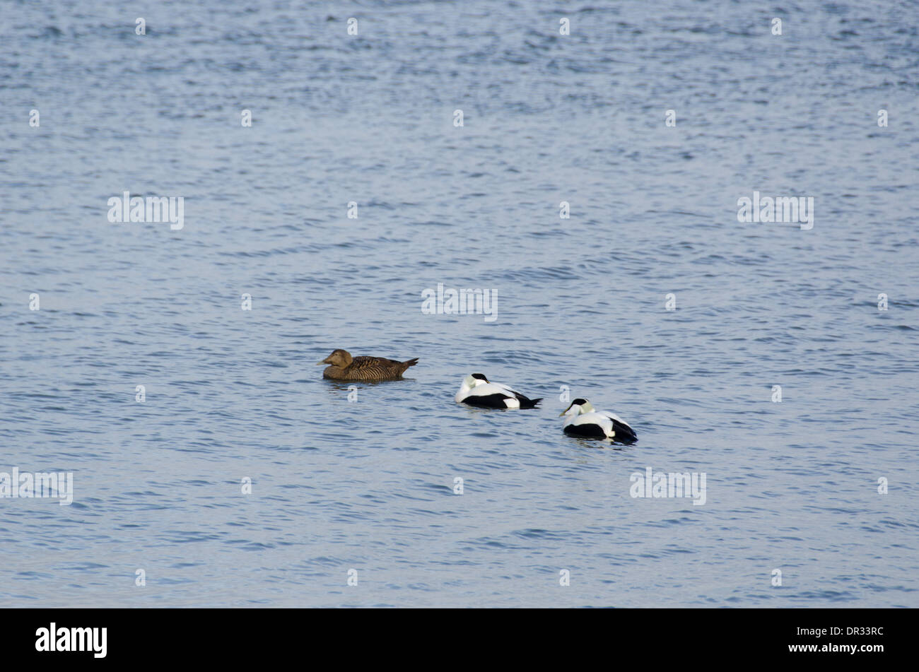 Two males and a female of common eider birds on the water, Somateria ...