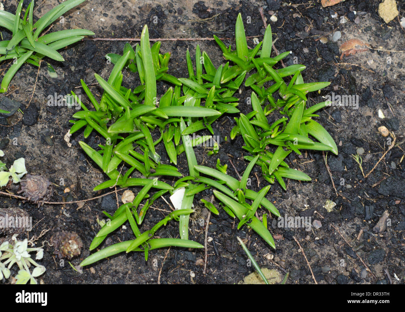 Green lichen growing from a tree Stock Photo - Alamy