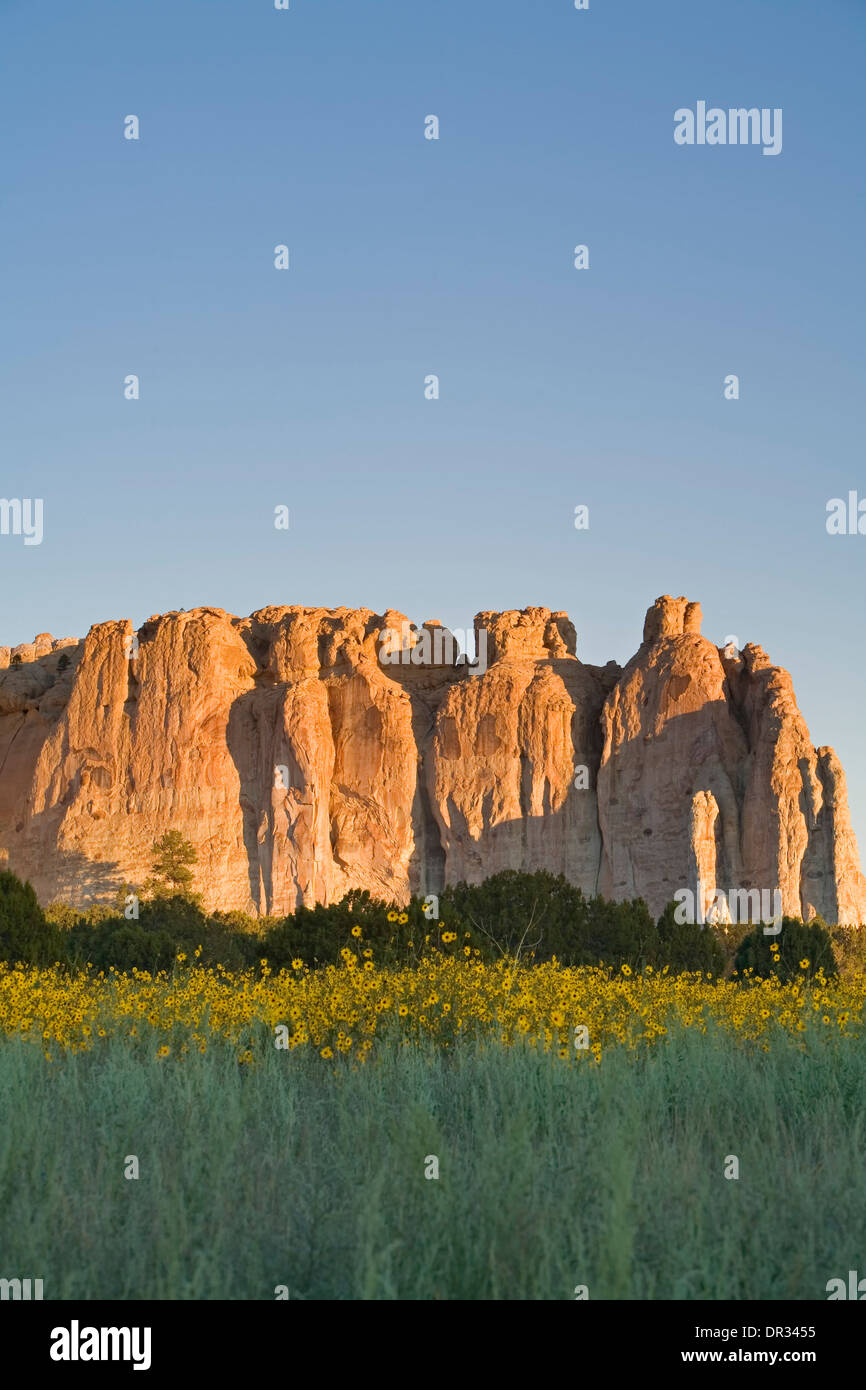Yellow wildflowers and Inscription Rock, El Morro National Monument ...