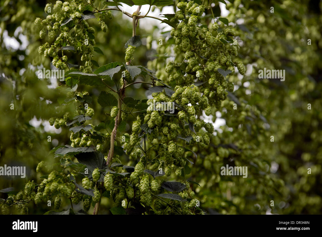 Hops on the plant in Hereford Hop Yard Stock Photo - Alamy