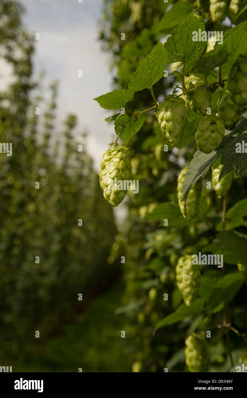 Hops yard hi-res stock photography and images - Alamy