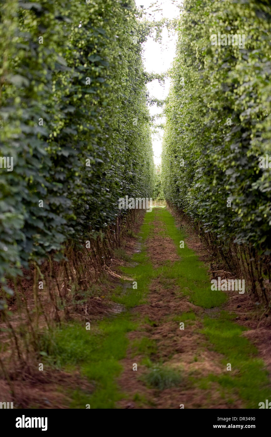 Hop yard hi-res stock photography and images - Alamy