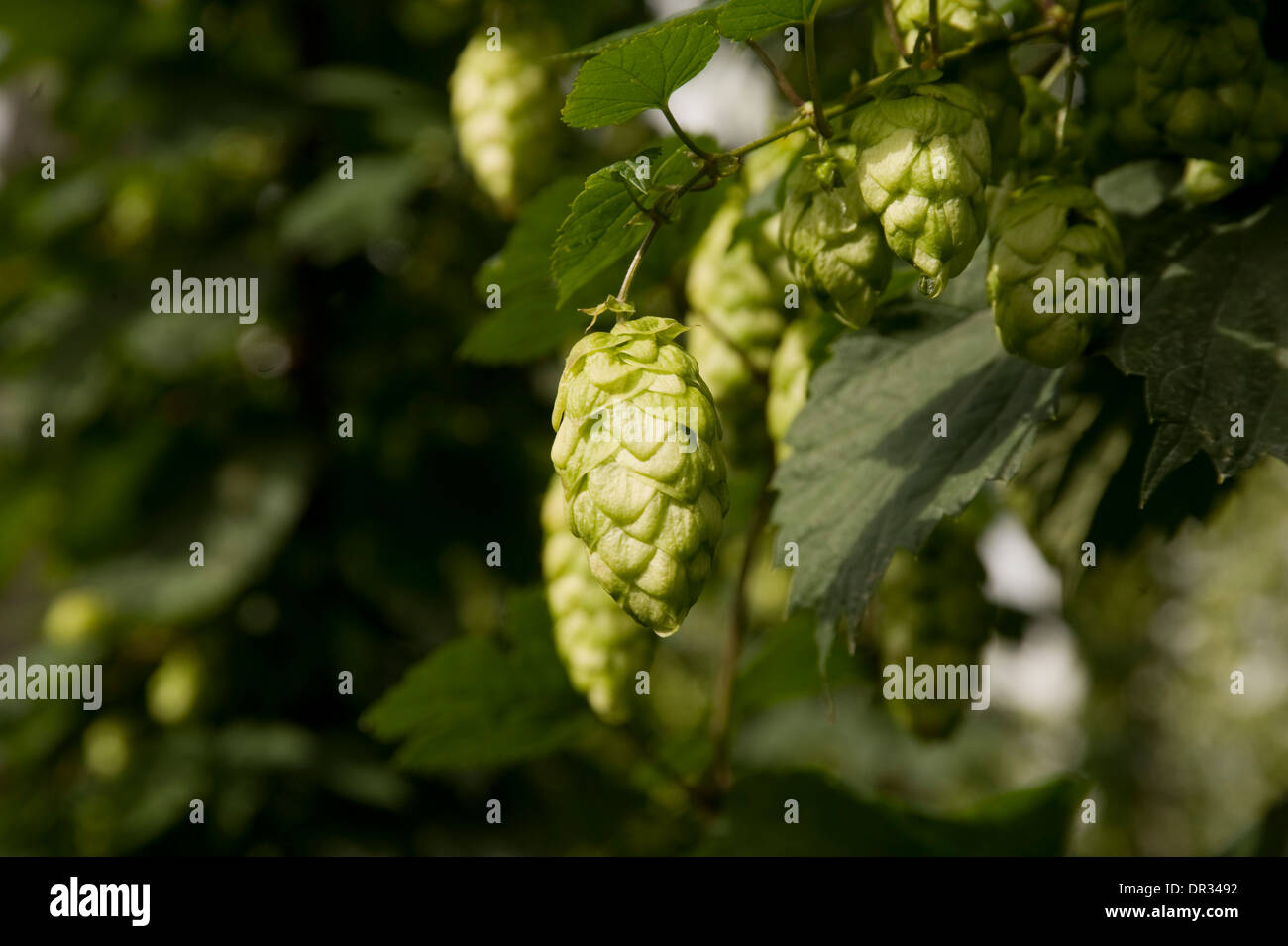 Hops yard hi-res stock photography and images - Alamy
