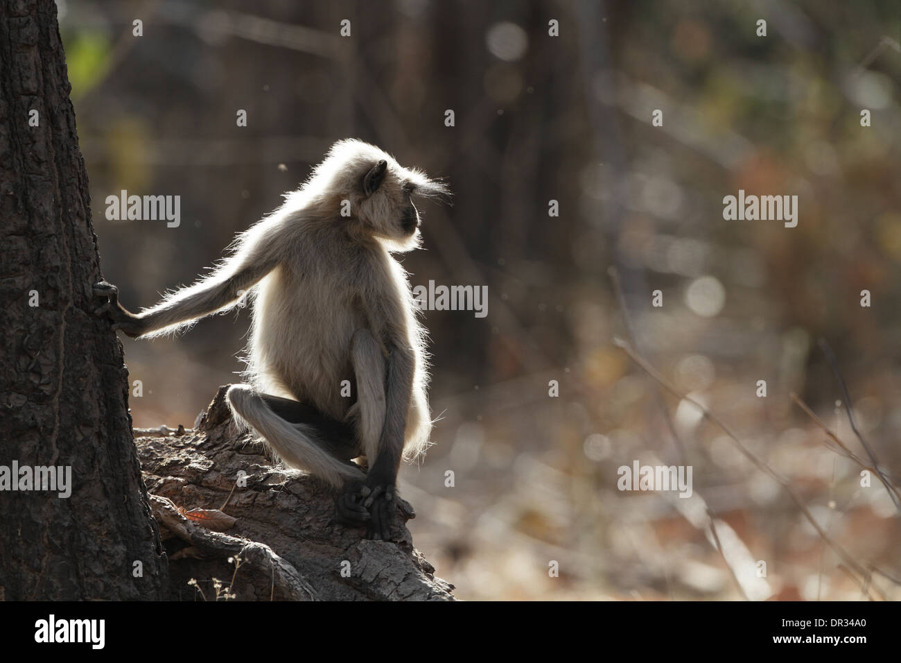Backlit monkey hi-res stock photography and images - Alamy