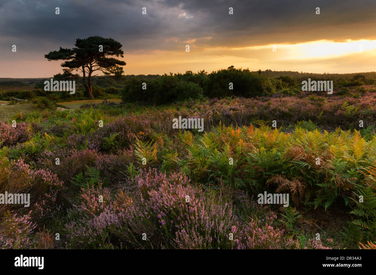 Autumn heather and braken in the New Forest National Park Stock Photo ...