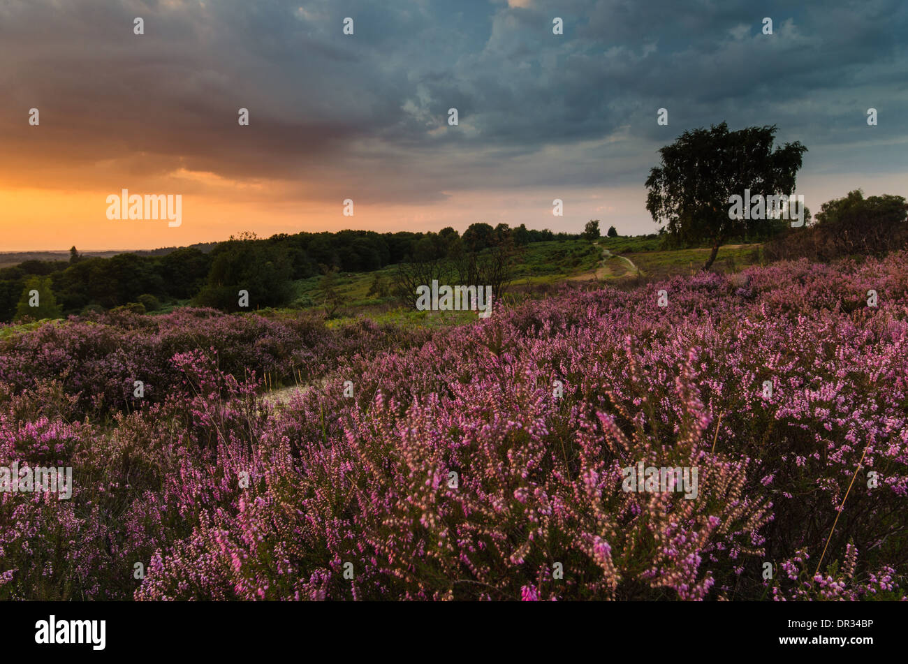 Autumn heather and braken in the New Forest National Park Stock Photo ...