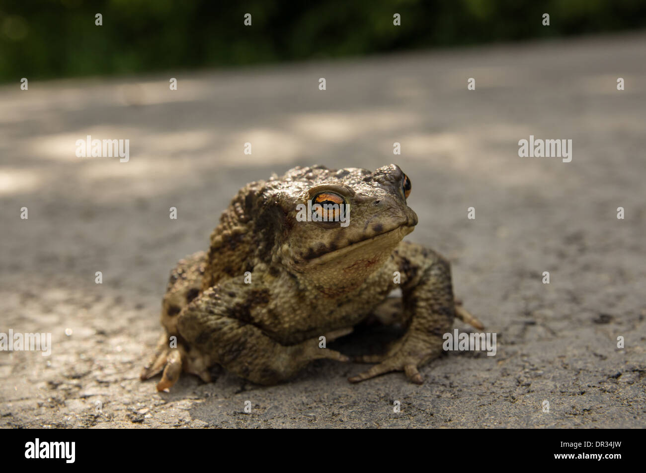 Danger animals crossing road hi-res stock photography and images - Alamy