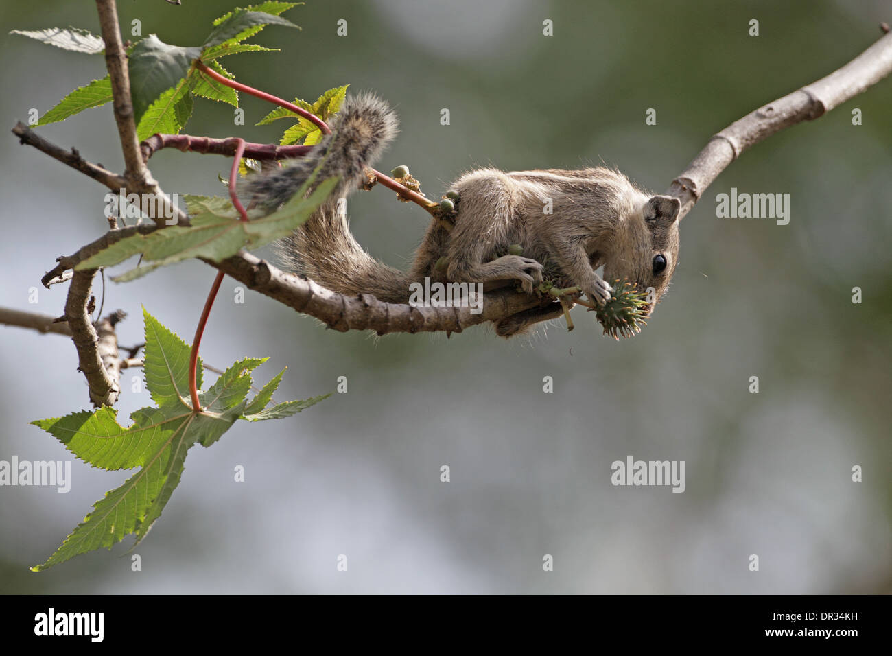 Northern Palm Squirrel, Funambulus pennantii, eating a nut Stock Photo ...