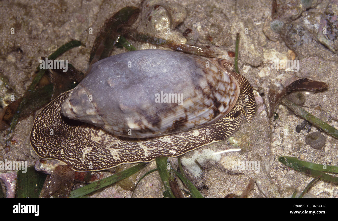 Bat volute (Cymbiola vespertilio Stock Photo - Alamy