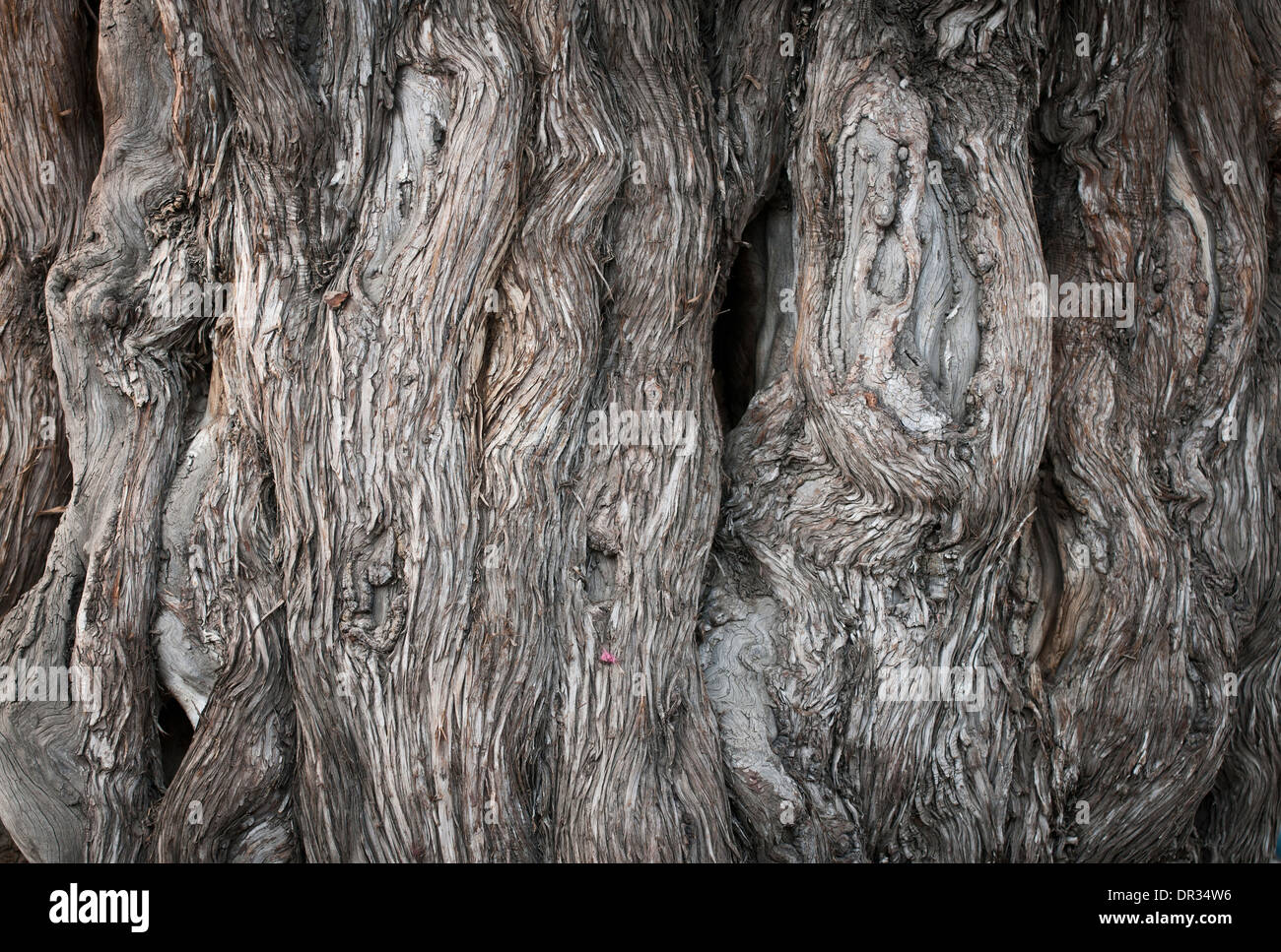 Over 500 years old Chinese Juniper tree (Juniperus chinensis) called ...