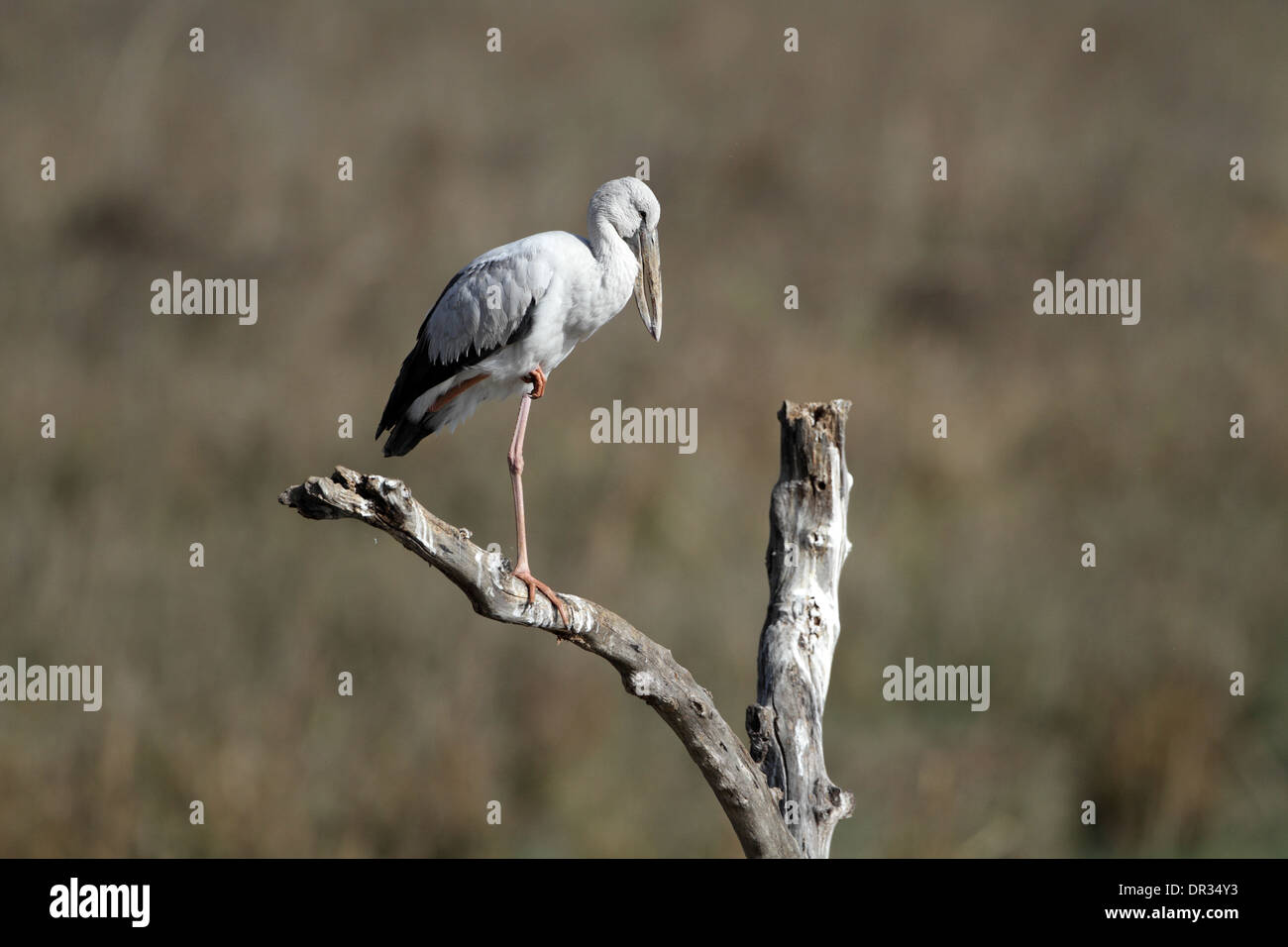 Indian Openbill Stork, Anastomus oscitans, on bare tree perch Stock ...