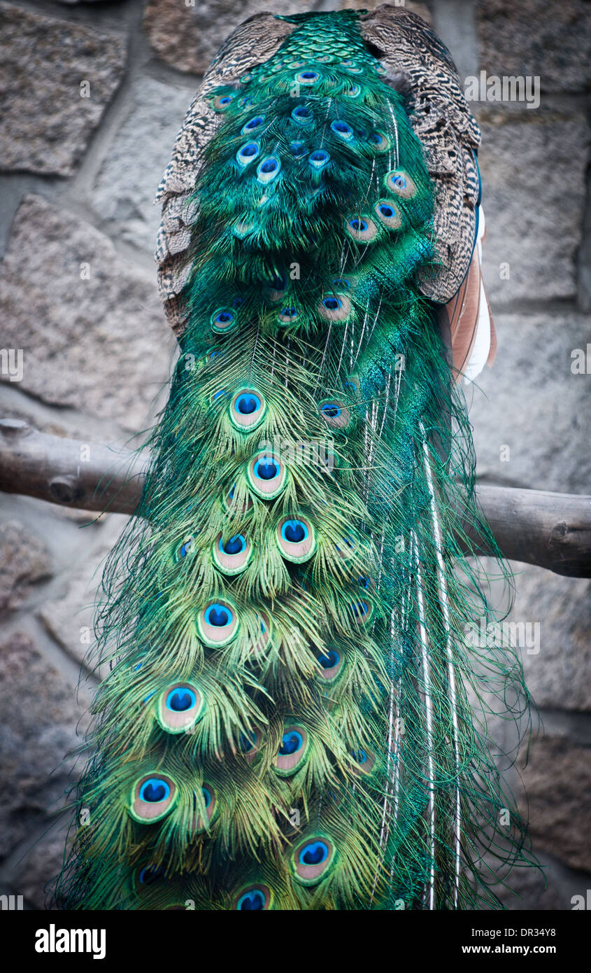 close up on peacock tail Stock Photo - Alamy