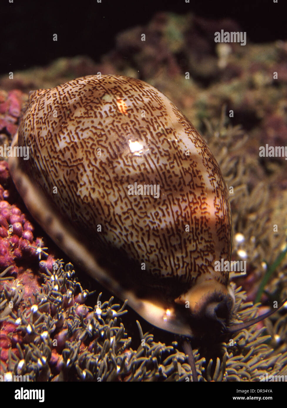 Bubble shell or Brown-lined paper bubble (Hydatina physis Stock Photo ...