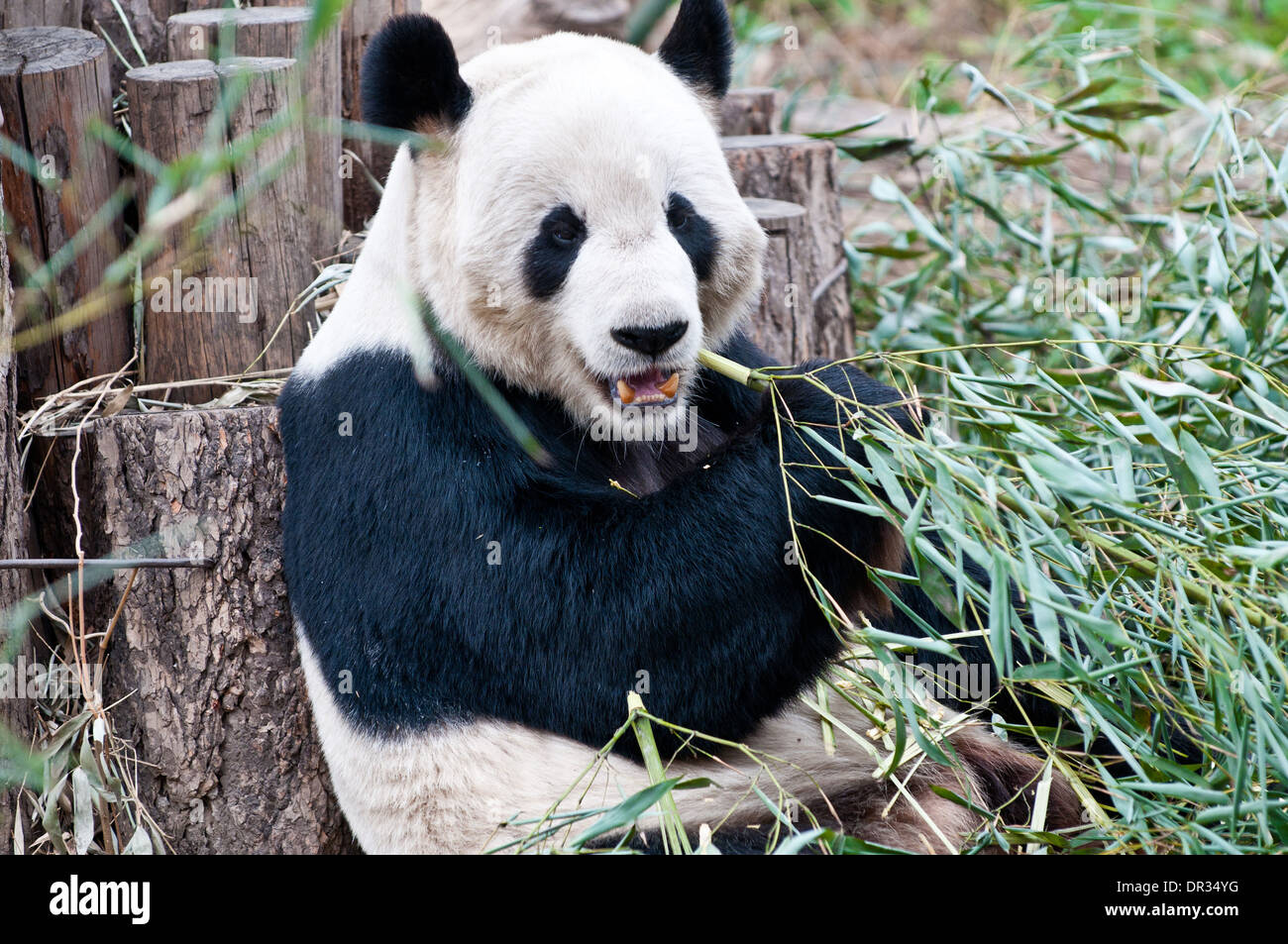 Giant panda in Panda House of Beijing Zoo, located in Xicheng District ...