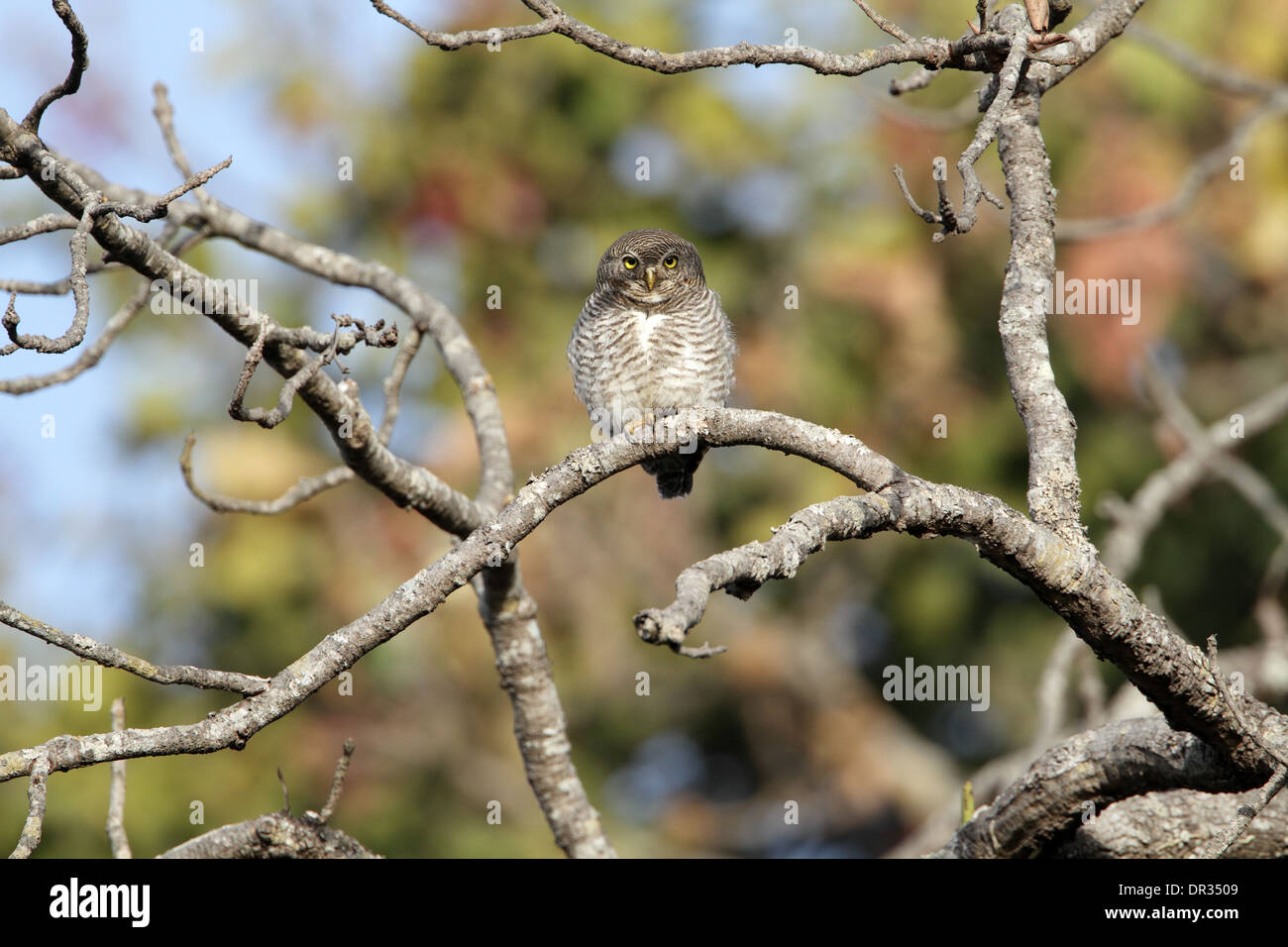 Jungle Owlet, Glaucidium radiatum Stock Photo - Alamy