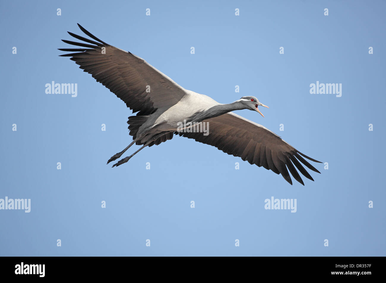 Demoiselle Crane, Grus virgo Stock Photo - Alamy