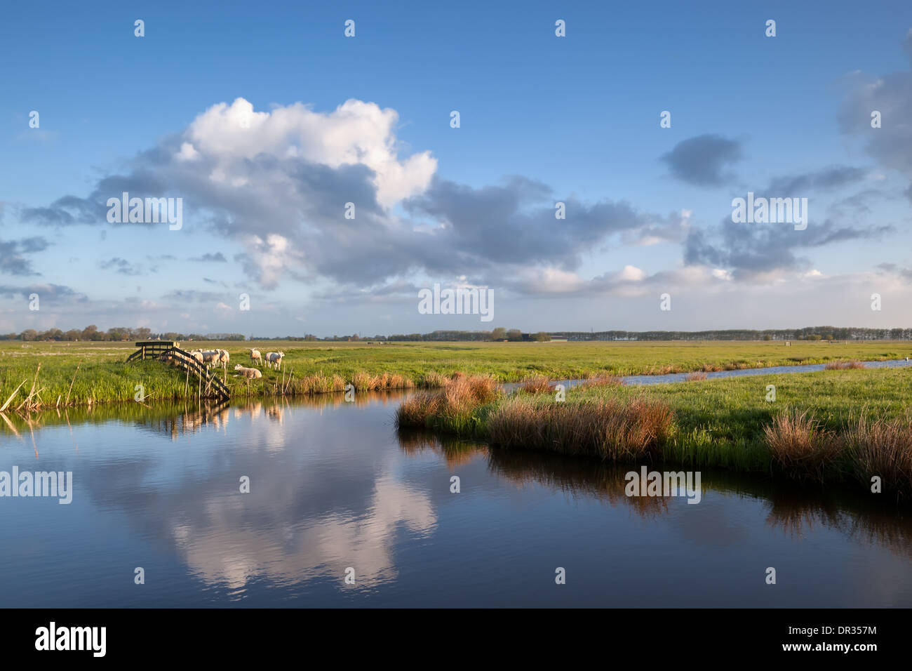 sheep on pasture by river, Groningen, Netherlands Stock Photo - Alamy