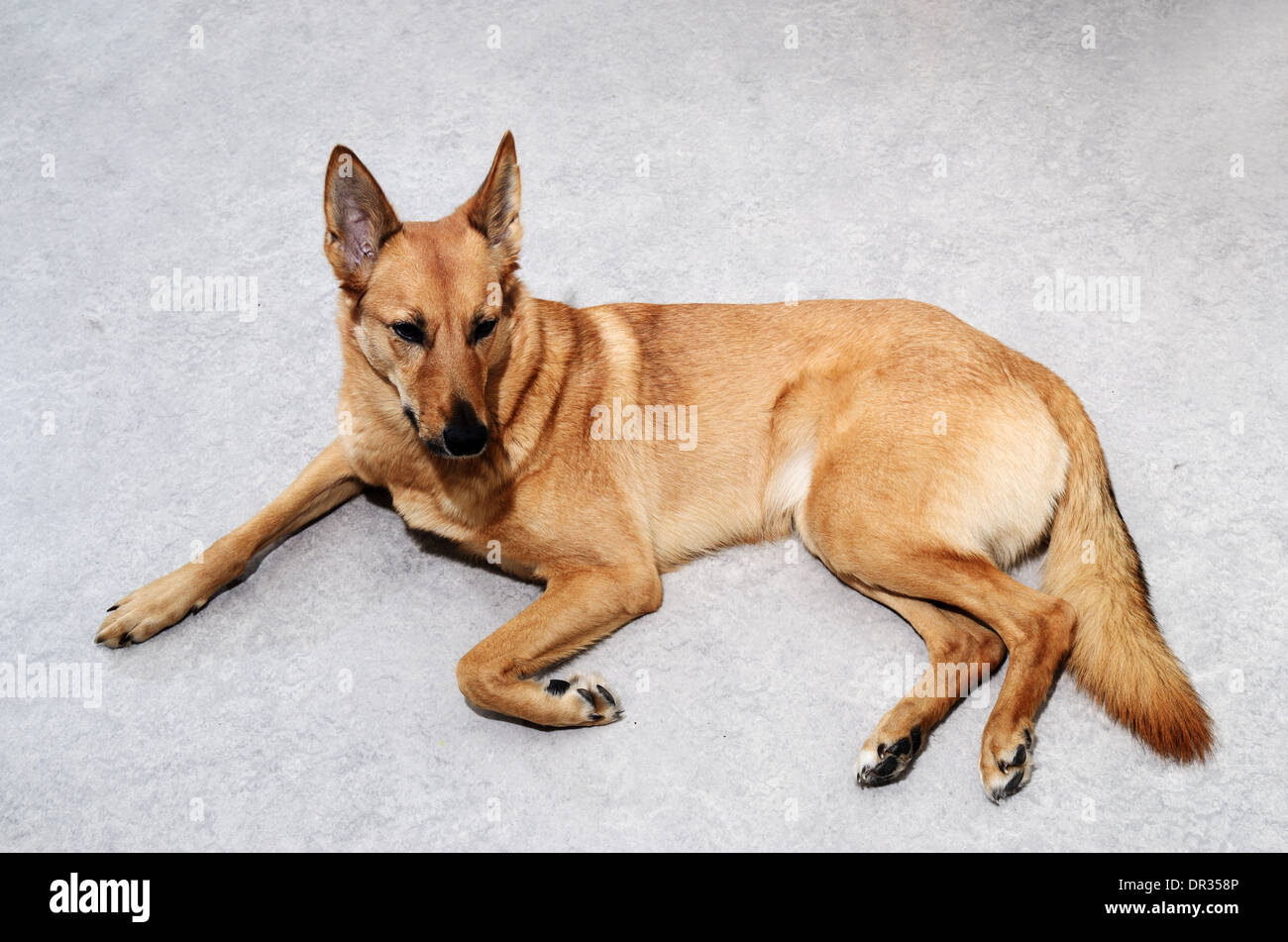 Mongrel breed hi-res stock photography and images - Alamy