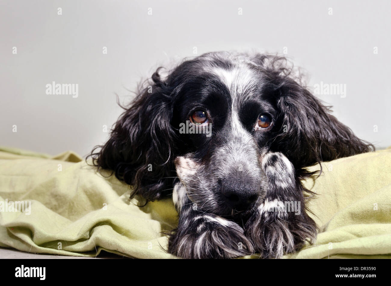 Sad Dog Eyes Spaniel High Resolution Stock Photography and Images - Alamy
