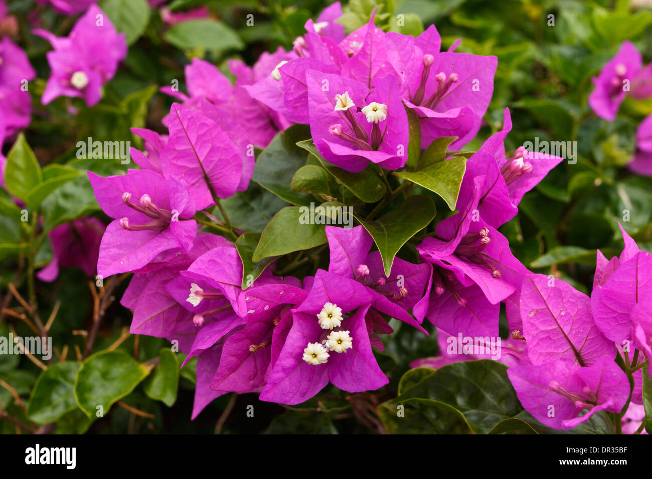 Flora in Mauritius Stock Photo - Alamy