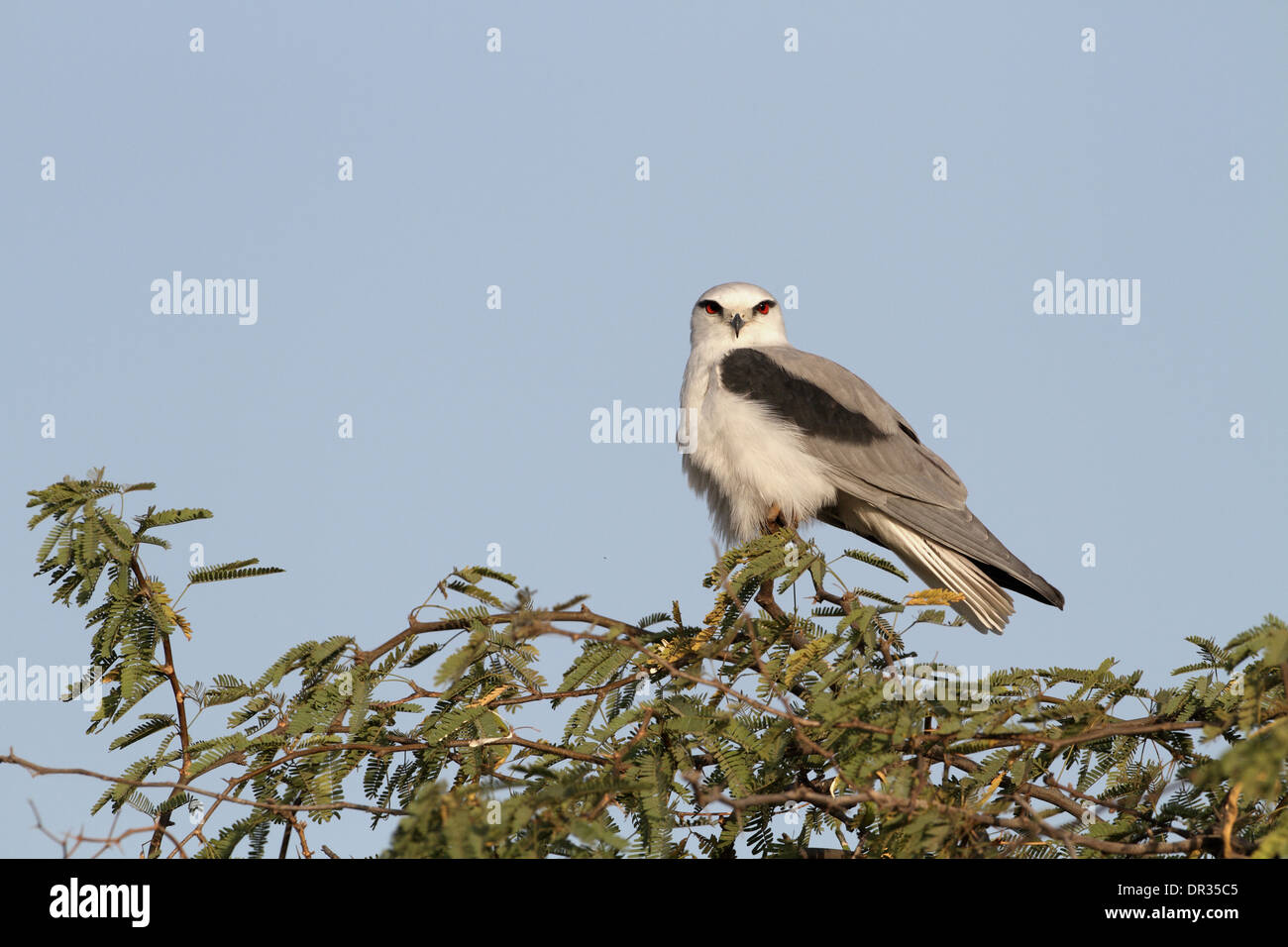 Black-winged Kite, elanus caeruleus Stock Photo - Alamy