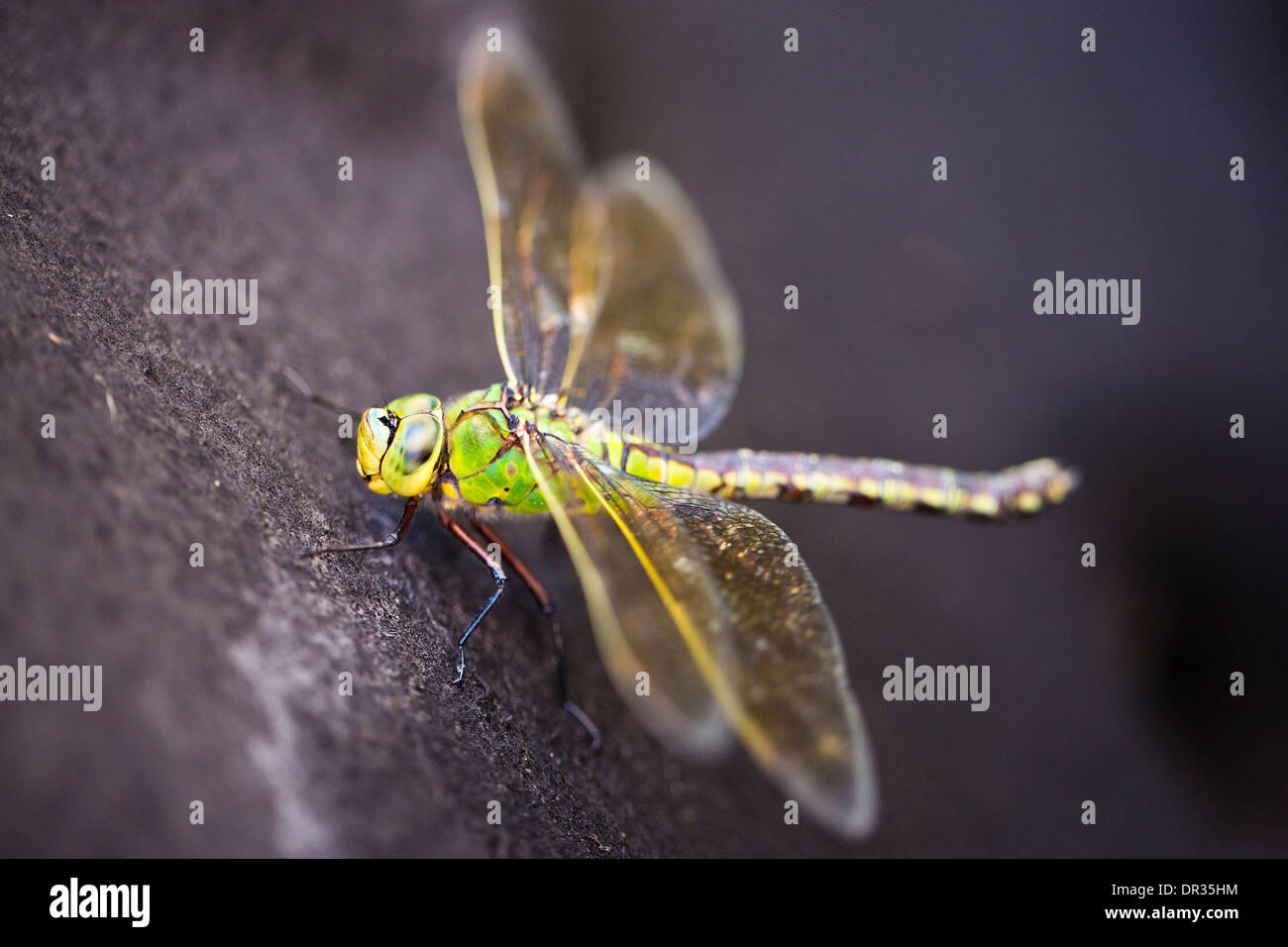 Emerald dragonfly hi-res stock photography and images - Alamy