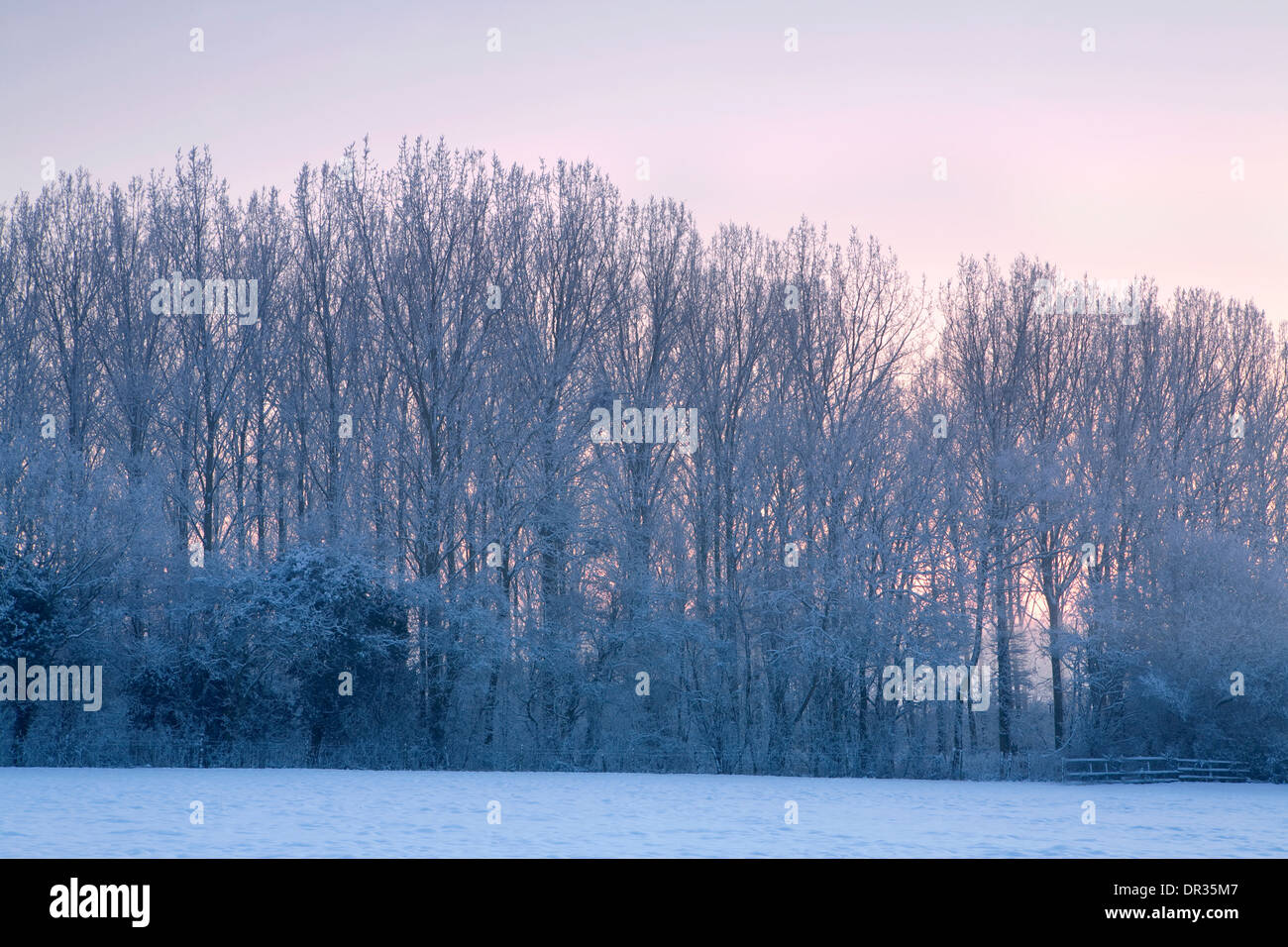 A line of poplar trees are covered in a dusting of snow while the sun ...