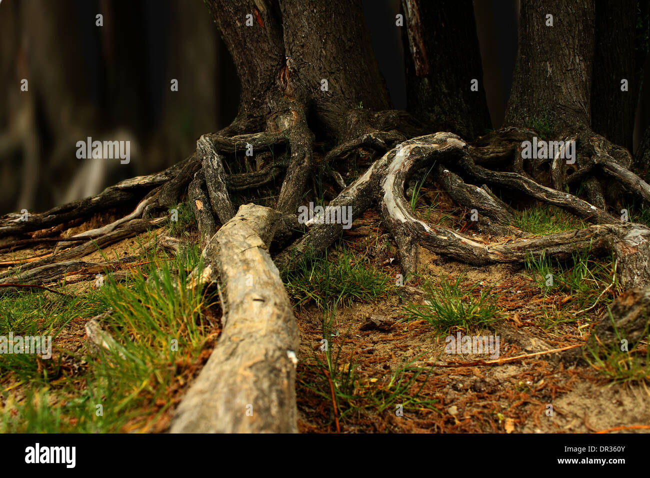 Fir Tree Roots High Resolution Stock Photography and Images - Alamy